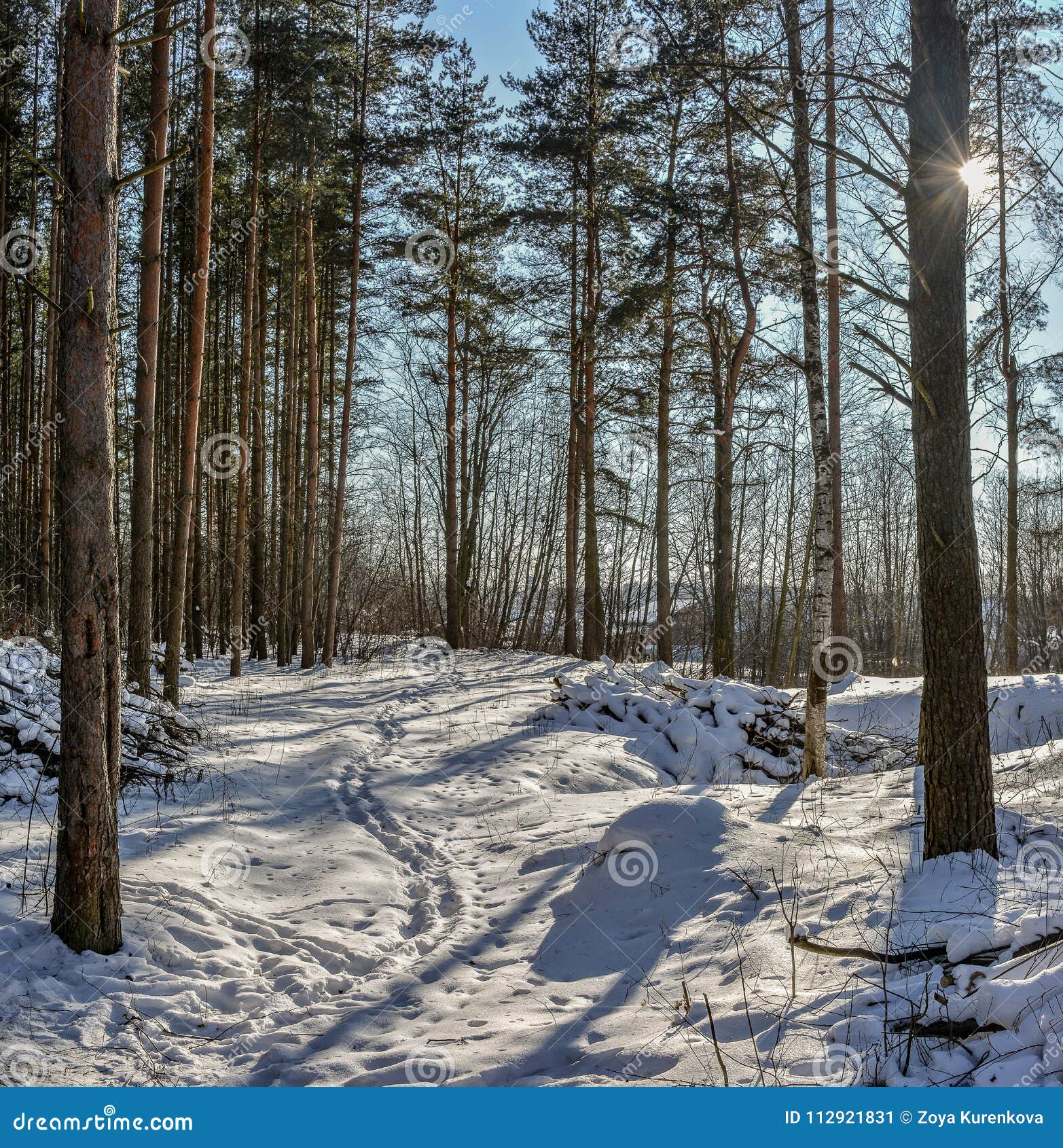 A Sunny Day in a Pine Forest in Early Spring. Stock Image - Image of ...