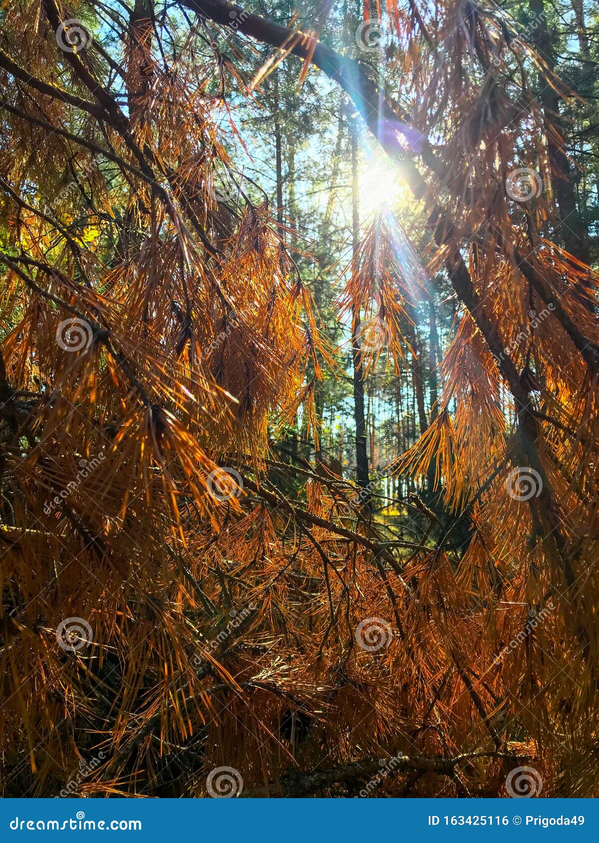 Sunny Day in a Pine Forest. Stock Photo - Image of coniferous, lush ...