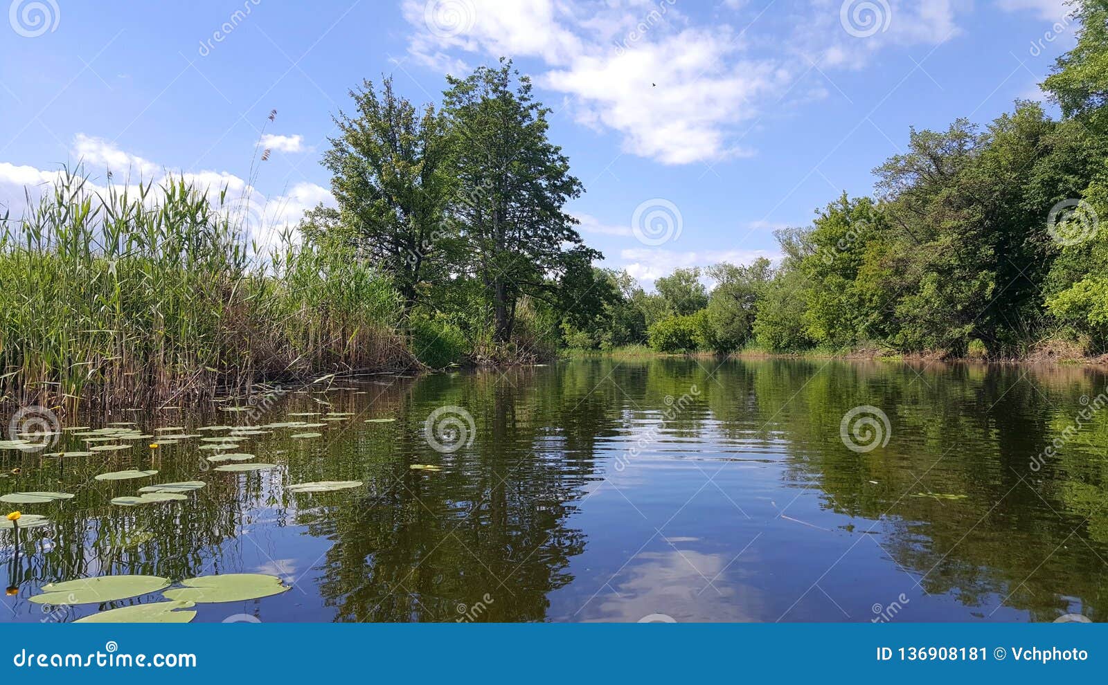 Sunny Day on the Quiet River Stock Image - Image of lilies, environment ...
