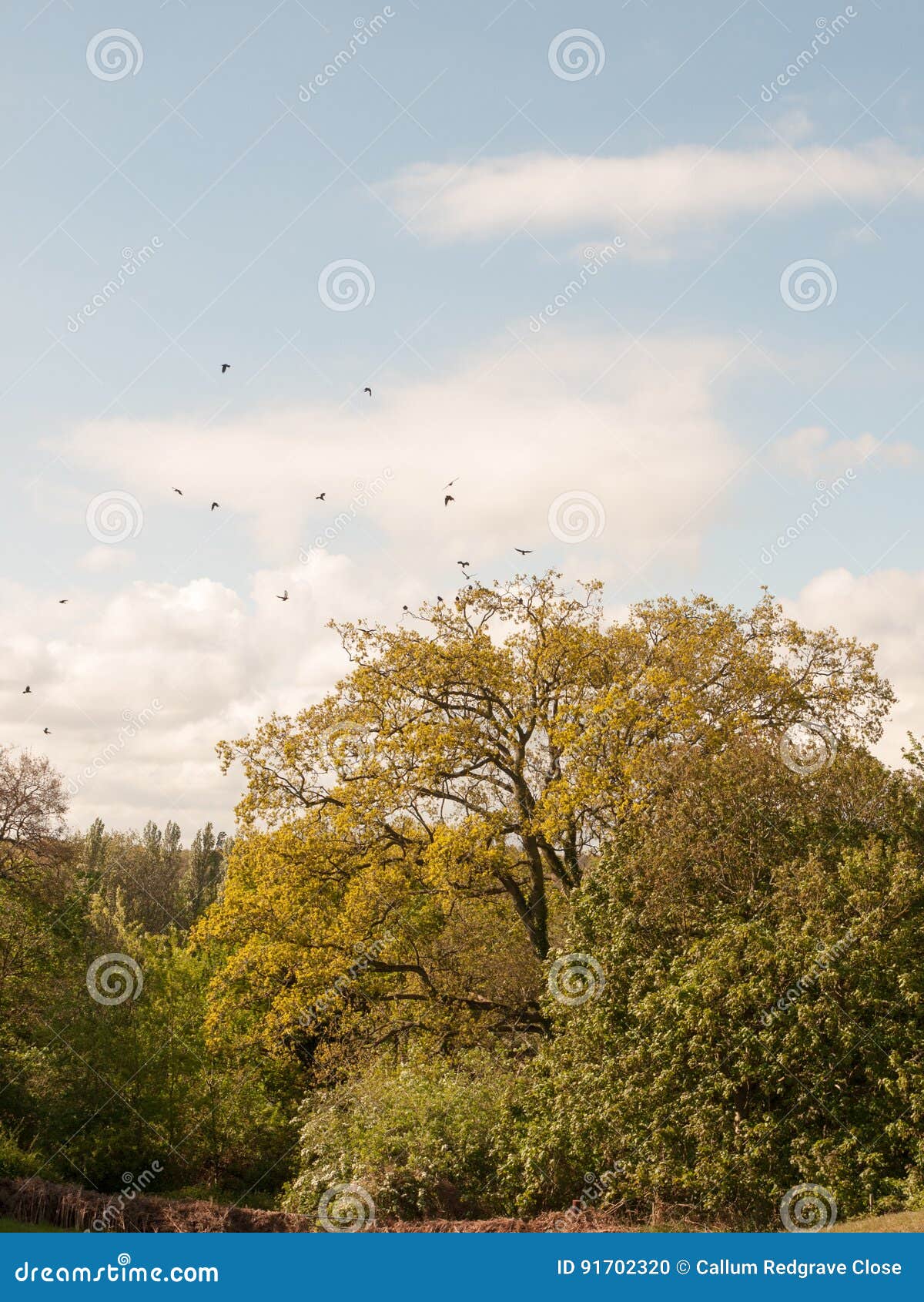 Sunny Day Rookery with Crows Flying Around Stock Photo - Image of ...