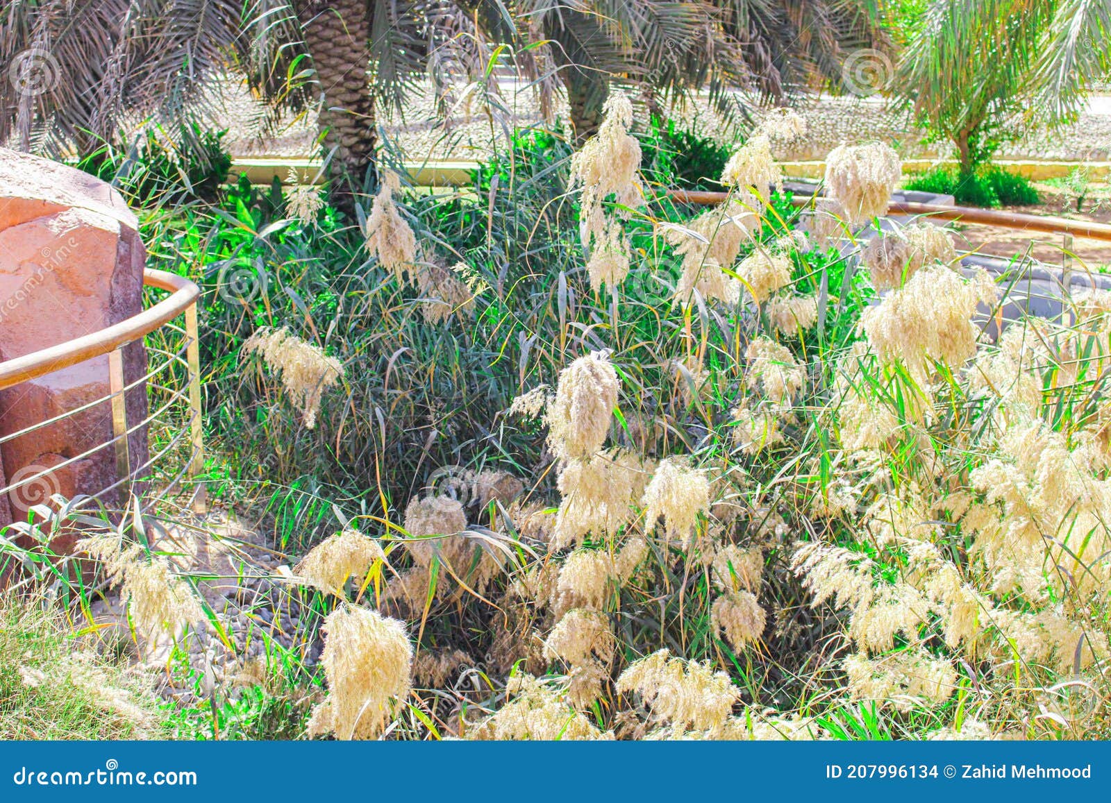 Sunny Day Some Dates Tree and Plants Stock Photo - Image of dates ...