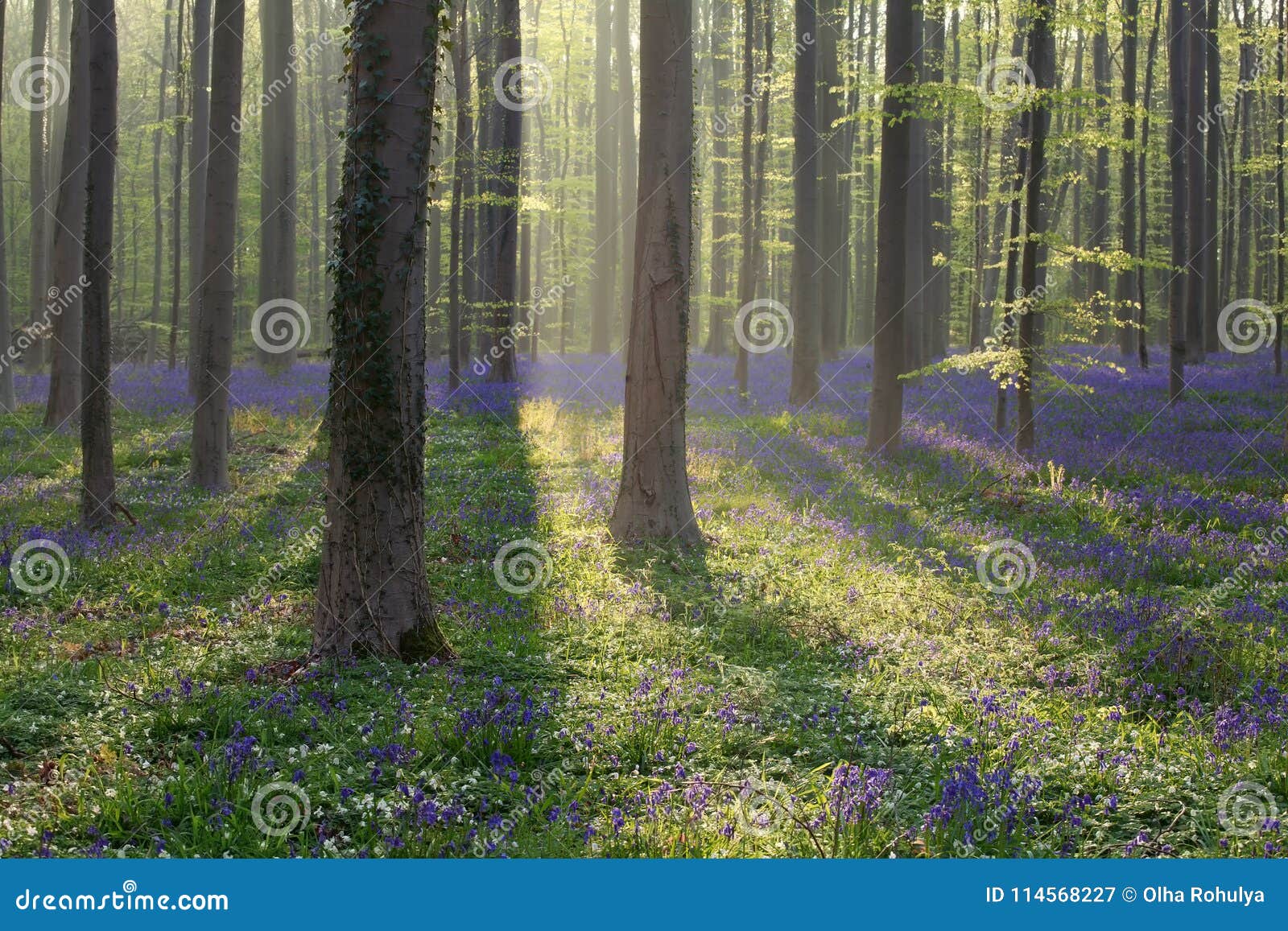 Sunny day in spring forest stock image. Image of sunny - 114568227