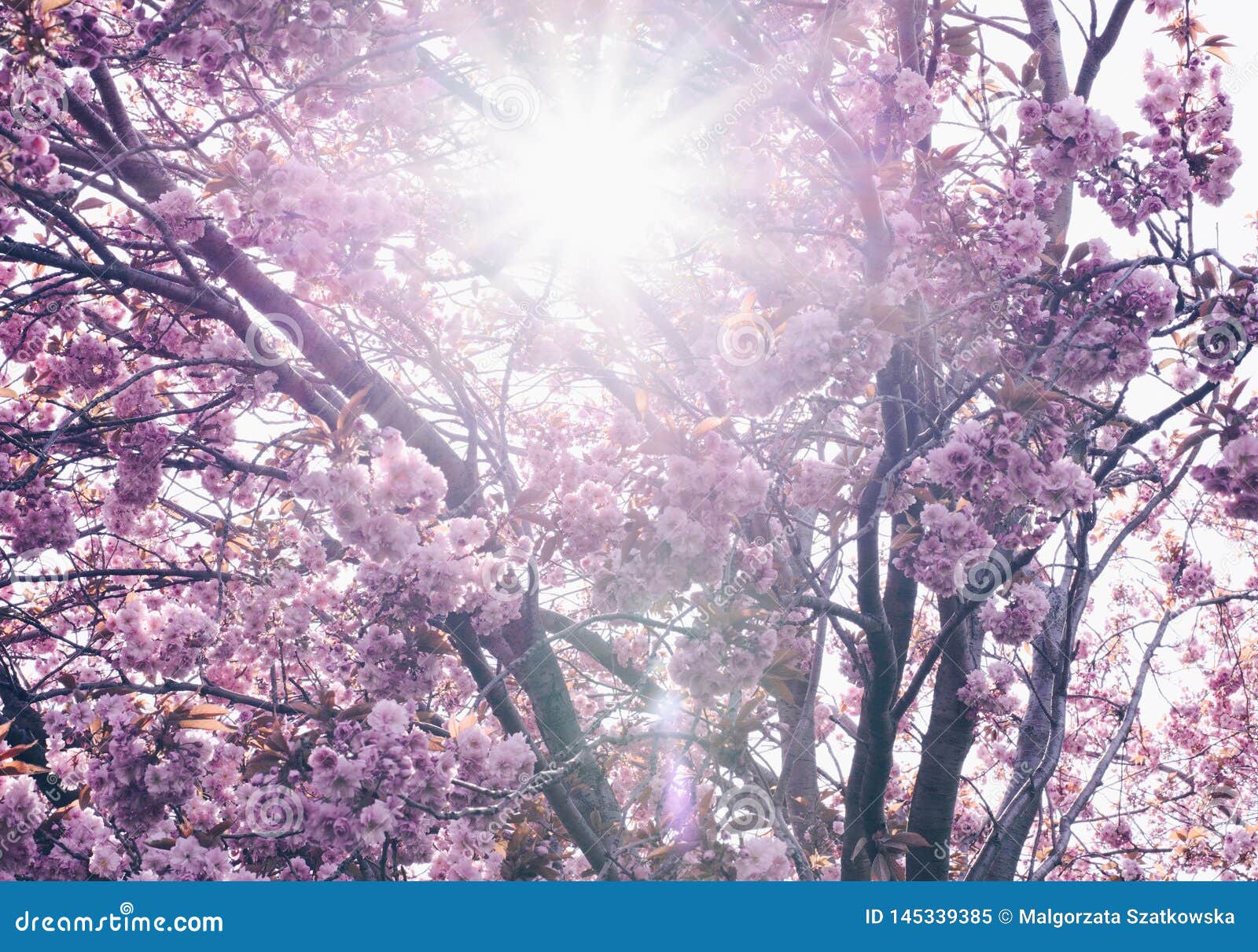 Sunny day in spring tree stock image. Image of landscape - 145339385