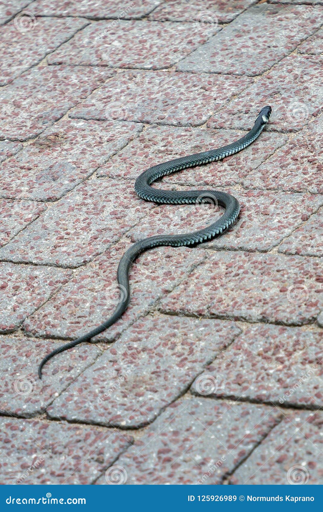 Long Snake. stock image. Image of long, green, ground - 125926989