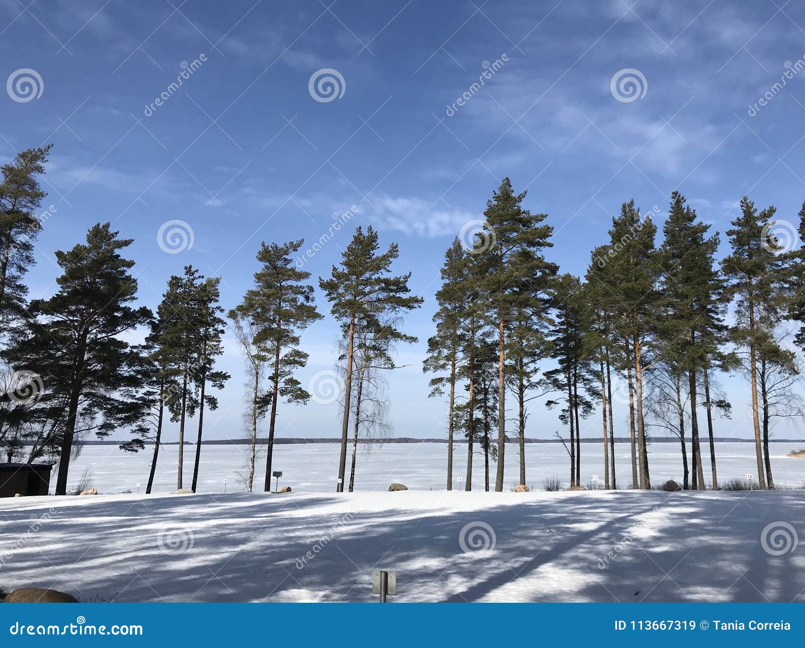Sunny day stock image. Image of sunny, frozen, snow - 113667319