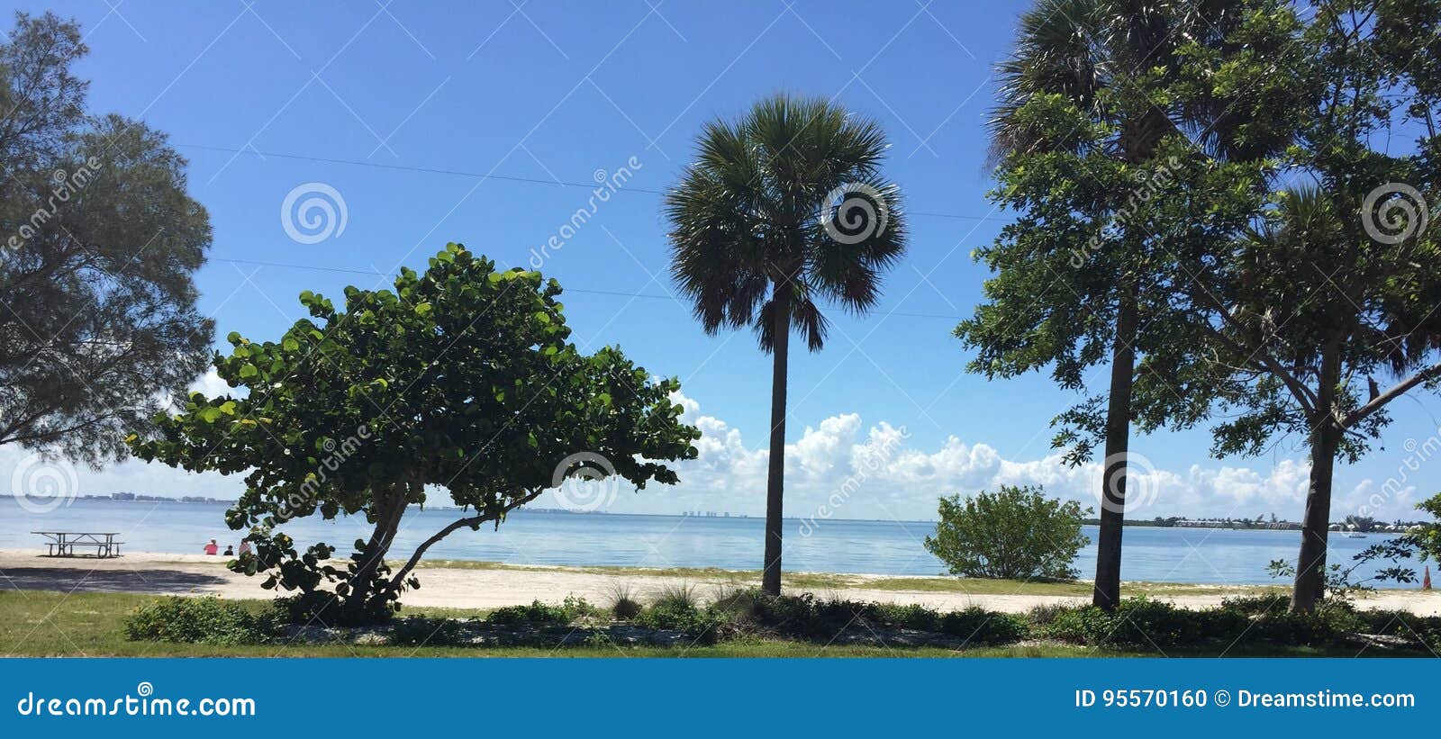 Sunny Day stock photo. Image of sunny, wind, trees, blowing - 95570160