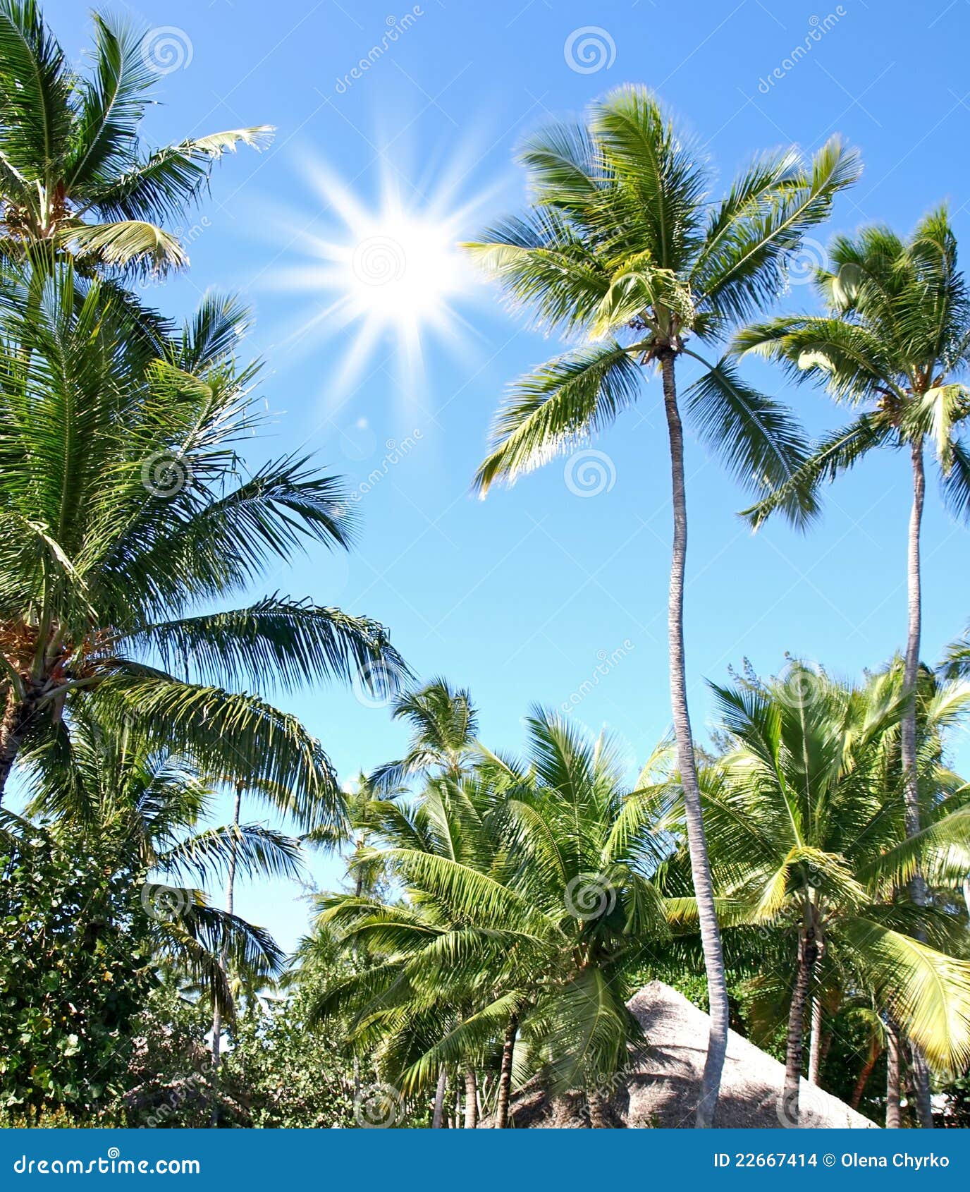 Sunny day in the tropics stock photo. Image of green - 22667414