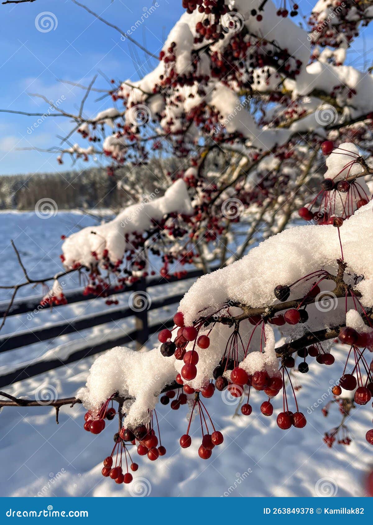 Sunny Day in Winter. Beautiful Tree Stock Photo - Image of plant, snow ...