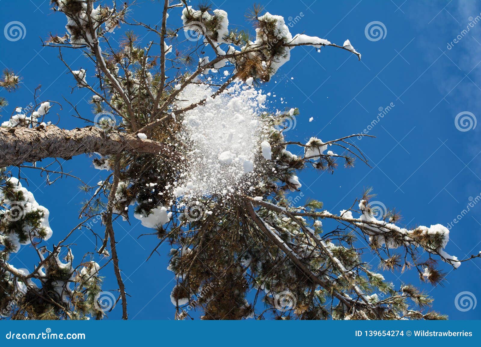 Snow is Falling Off Tree Branches of the Conifer Tree. Stock Photo ...