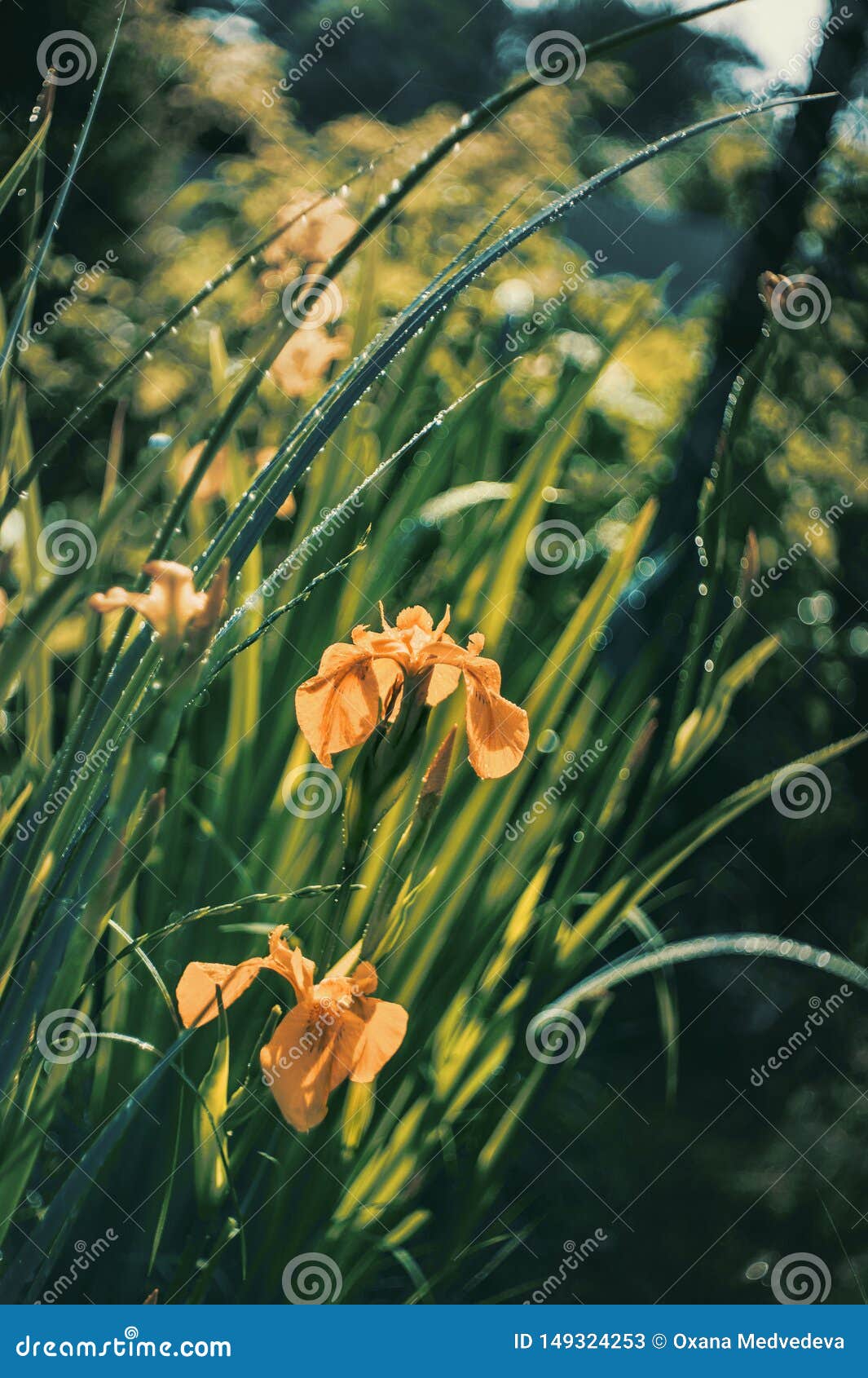On a Sunny Day, a Yellow Swamp Iris Grows in the Garden. Retro Look ...