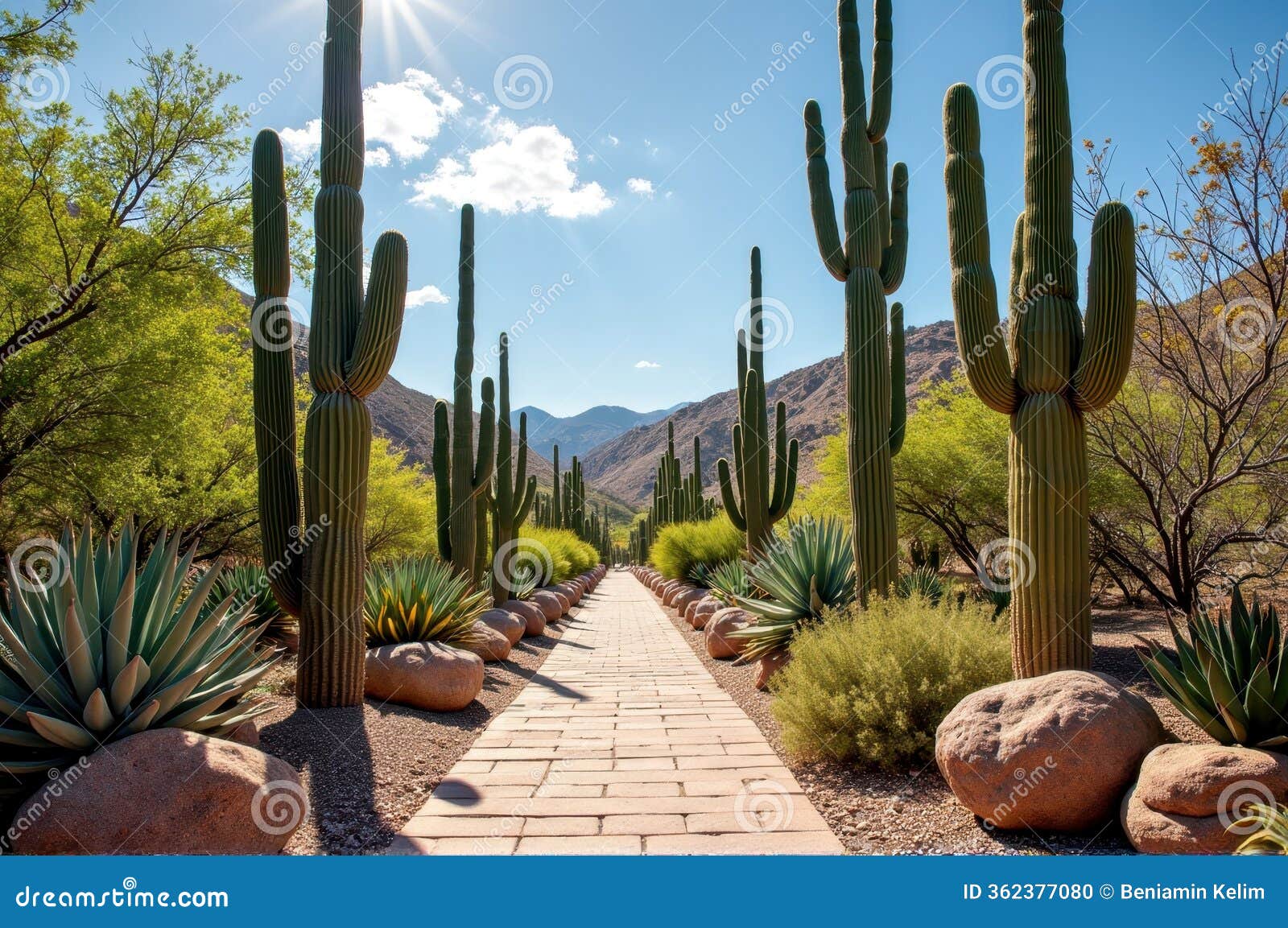 Desert Pathway Royalty-Free Stock Photography | CartoonDealer.com #24317987