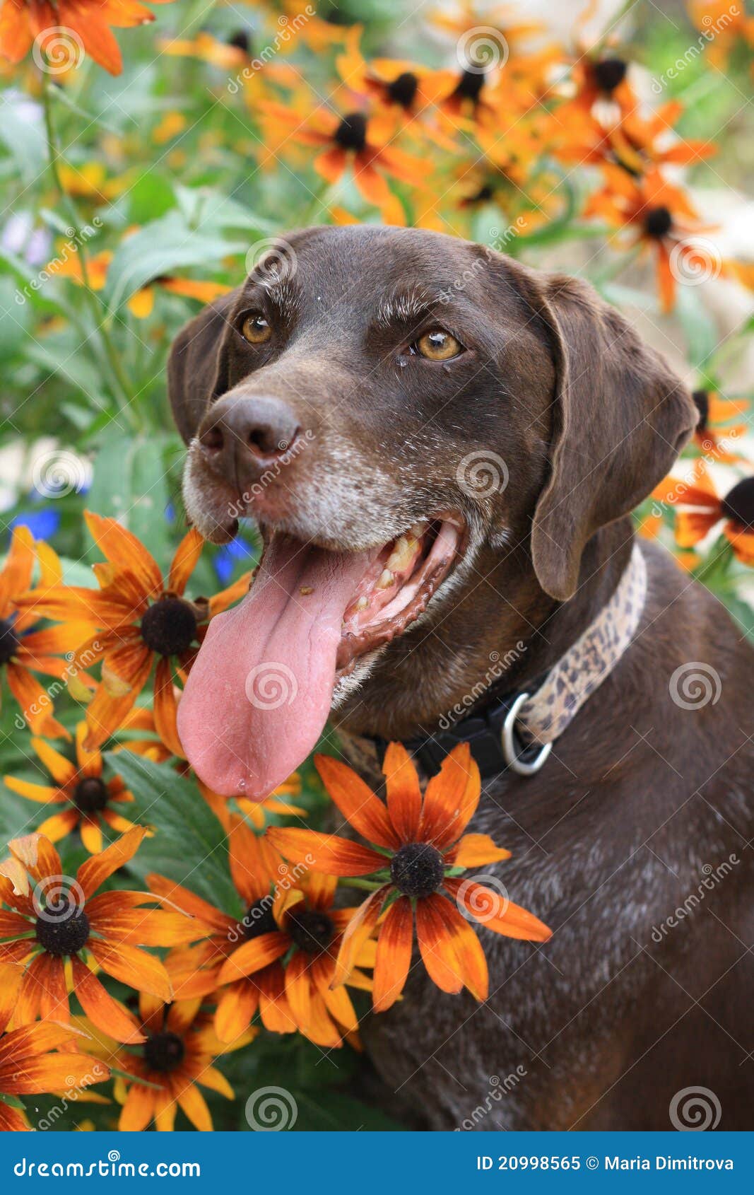 Smiling Dog Model Posing Around Bright Orange and Yellow Flowers Stock ...