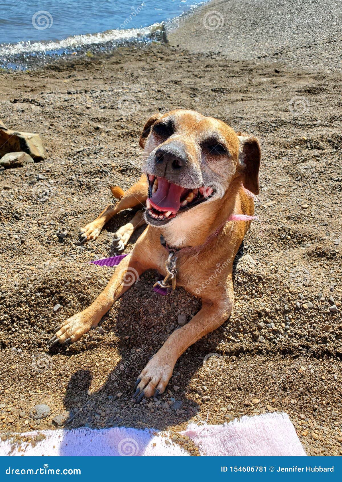 Sunny Dog stock image. Image of water, sunny - 154606781