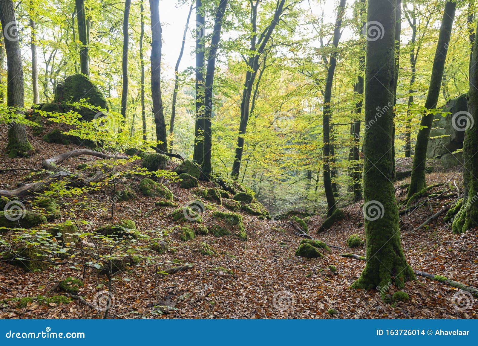 Sunny Early Autumn Forest with Dead Leaves and Tree Trunks Stock Photo ...
