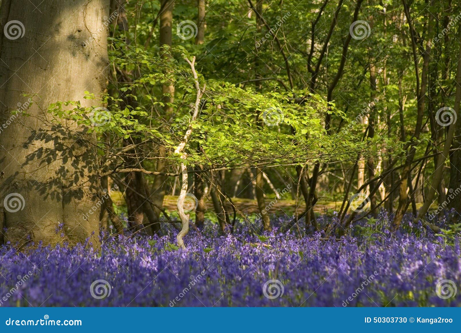 Sunny Evening in a Bluebells Stock Photo - Image of freshness, bluebell ...