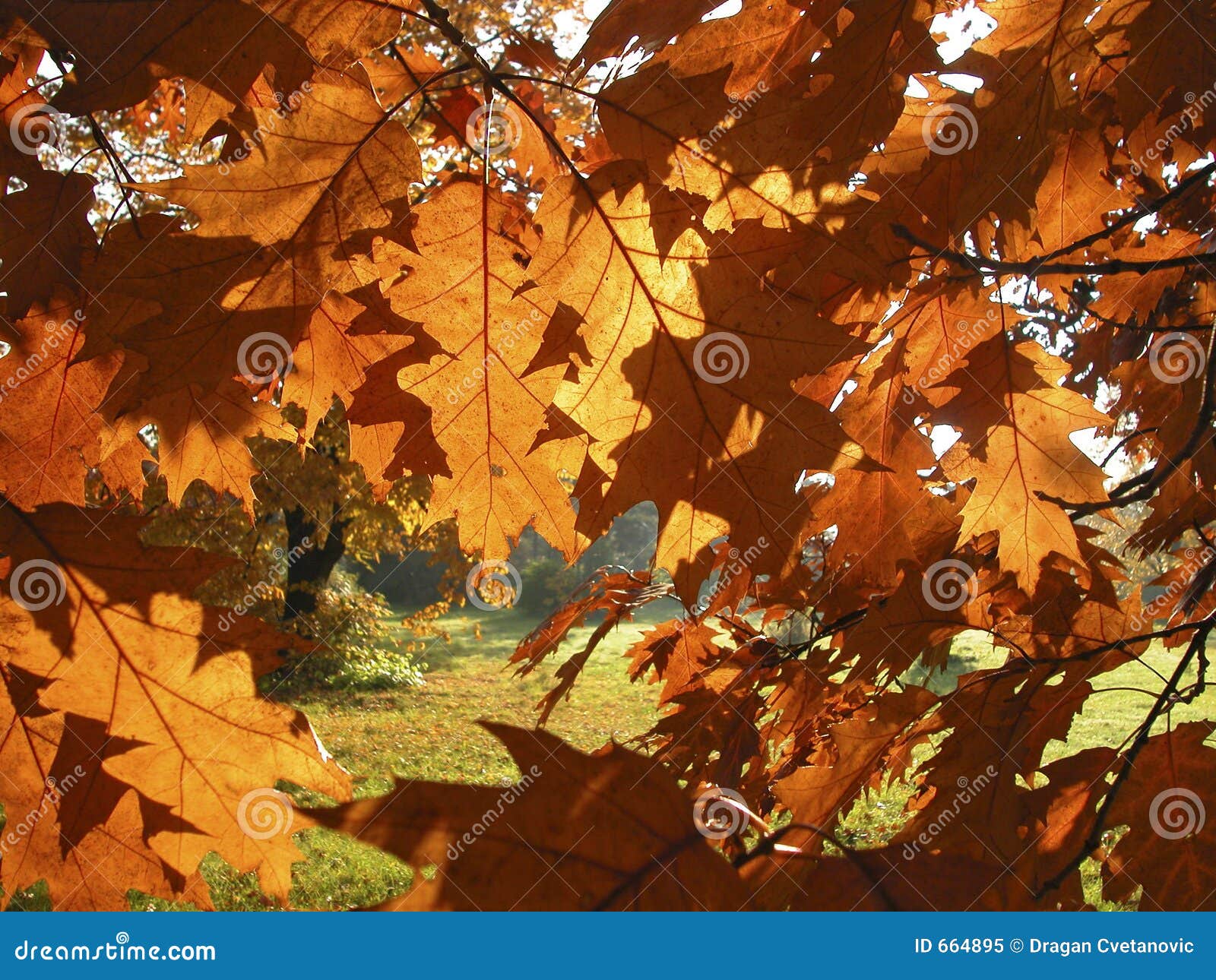 Sunny fall day stock image. Image of outmn, colors, fall - 664895