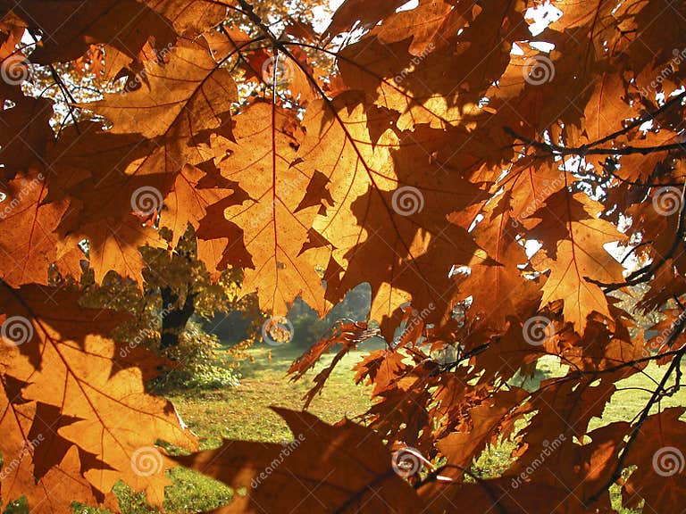 Sunny fall day stock image. Image of outmn, colors, fall - 664895