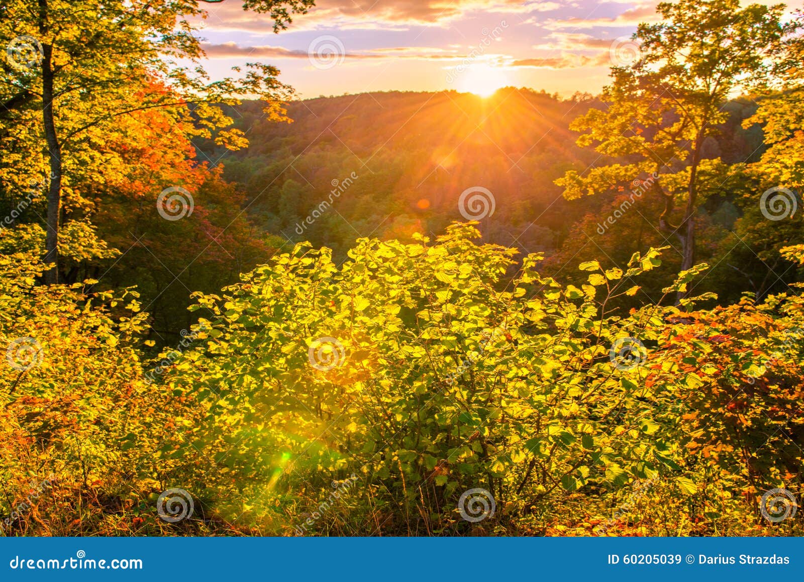 Sunny fall forest stock image. Image of saturation, tall - 60205039