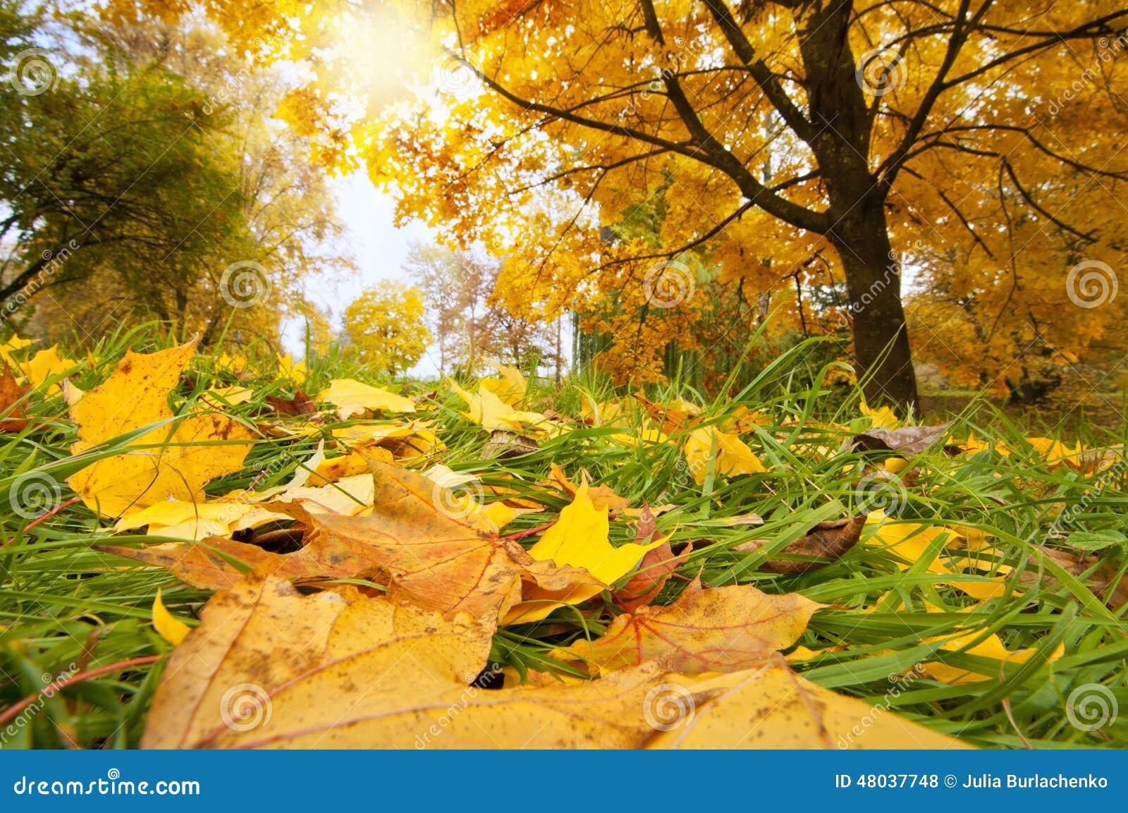 Sunny fall scene stock photo. Image of october, foliage - 48037748
