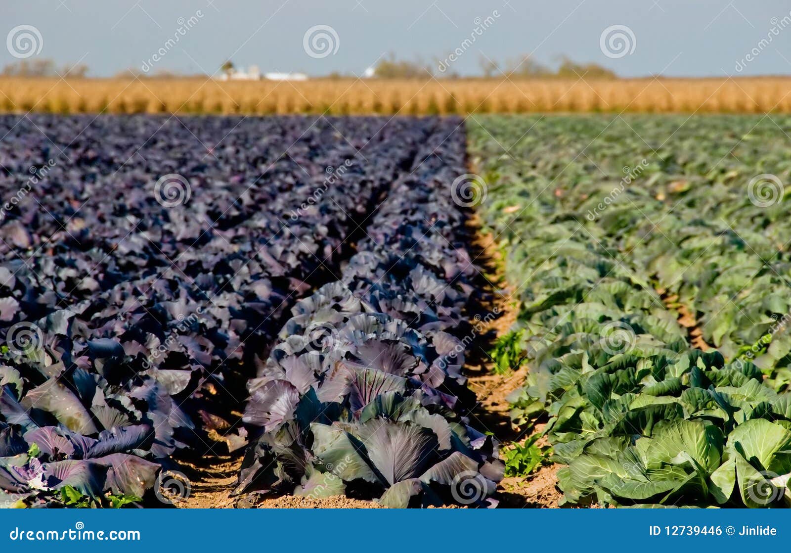 Sunny farm stock photo. Image of production, lines, house - 12739446