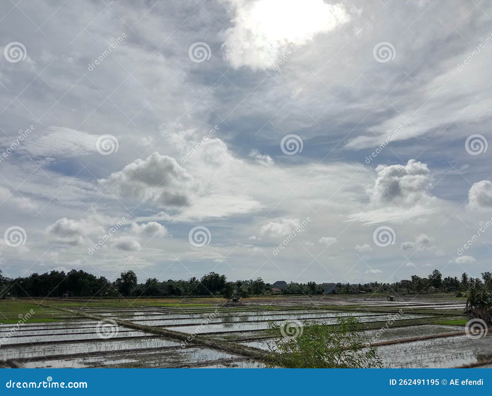 Sunny farm rice field stock image. Image of field, atmosphere - 262491195