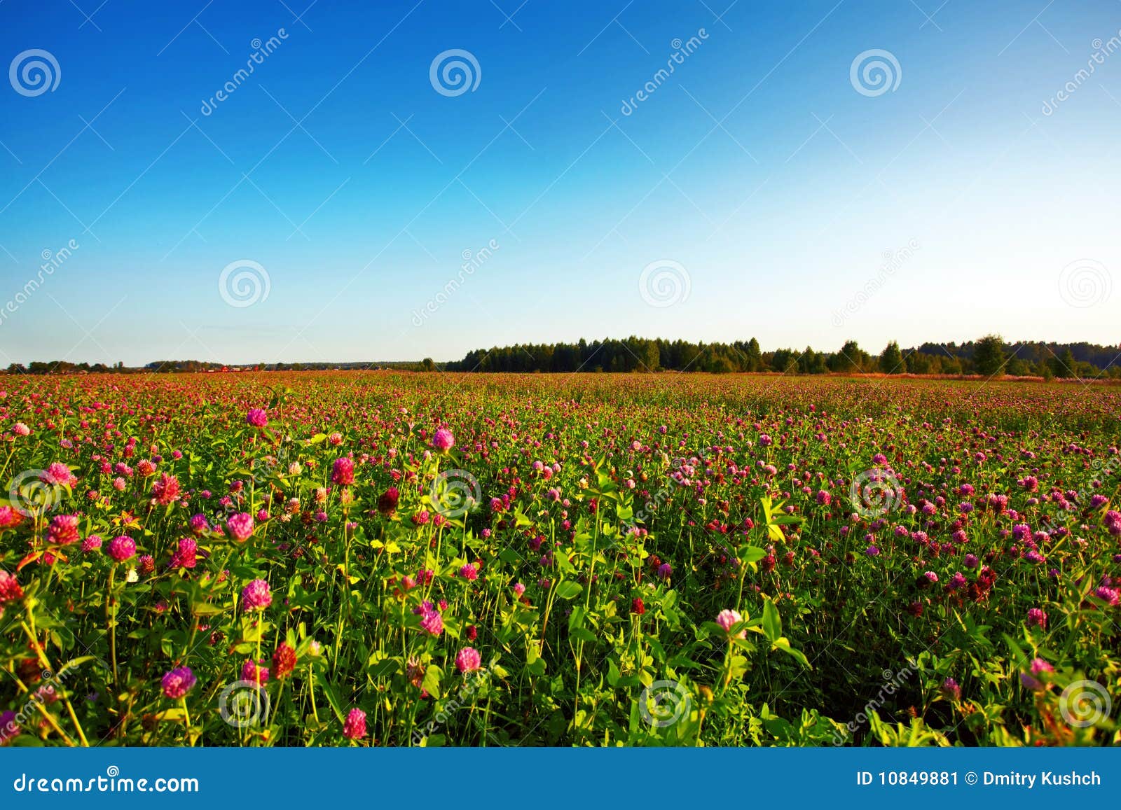 Sunny field stock image. Image of colorful, bloom, fresh - 10849881