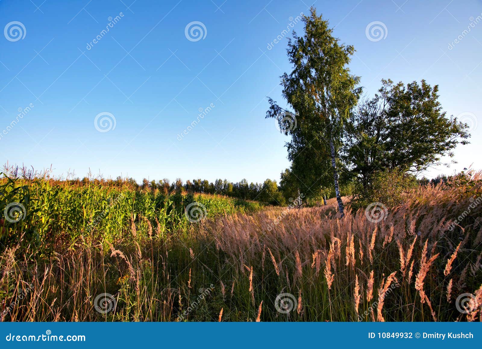 Sunny field stock photo. Image of freshness, glow, floral - 10849932