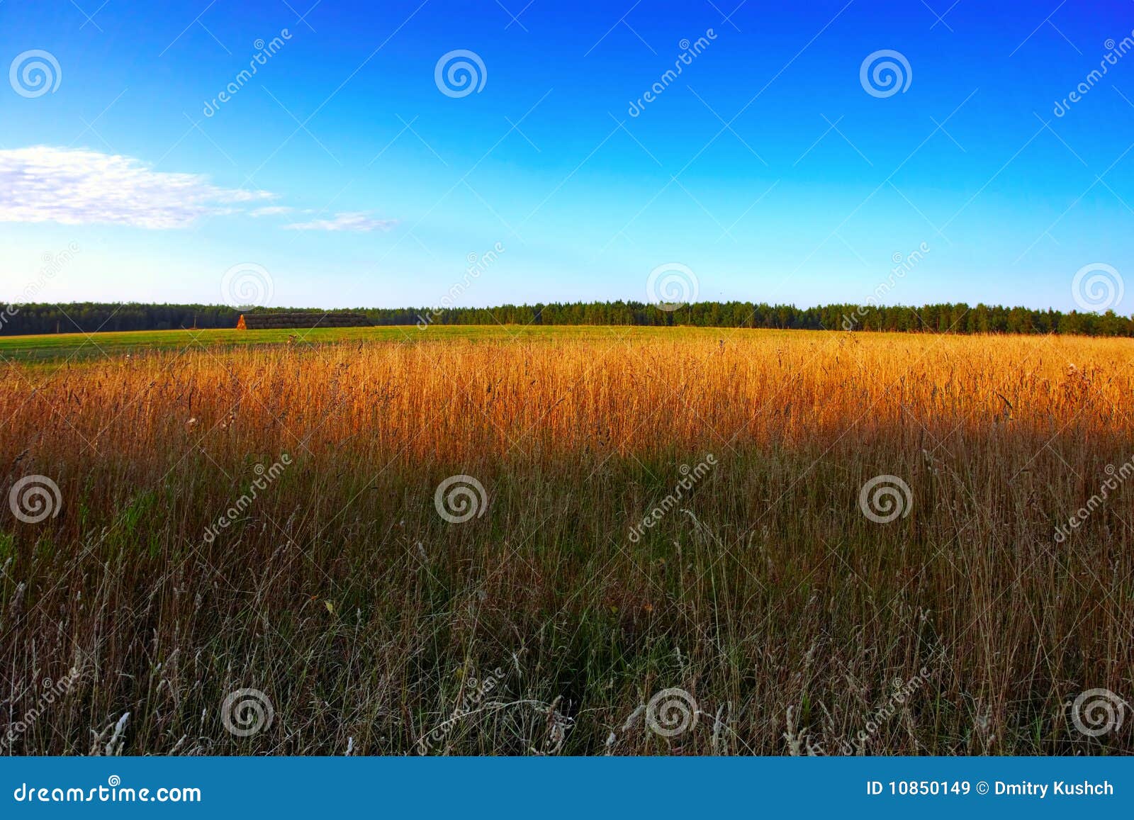 Sunny field stock image. Image of bloom, color, blossom - 10850149