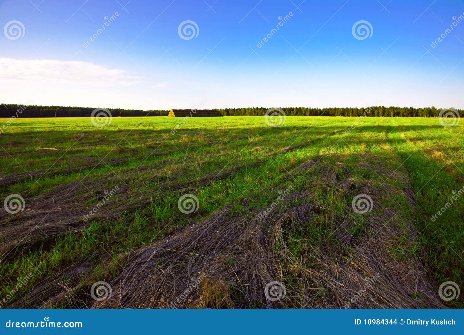 Sunny field stock photo. Image of colorful, country, garden - 10984344