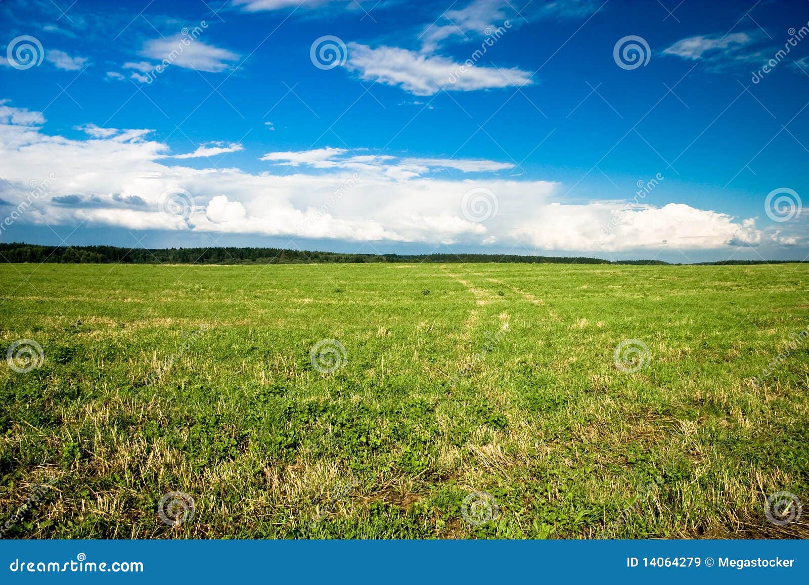 Sunny field stock image. Image of yellow, blue, beautiful - 14064279