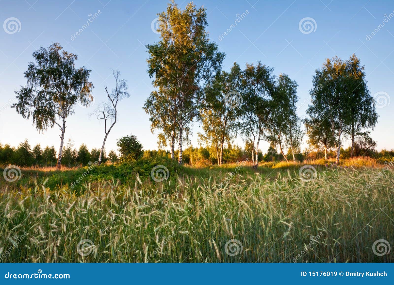 Sunny field stock image. Image of floral, garden, flora - 15176019
