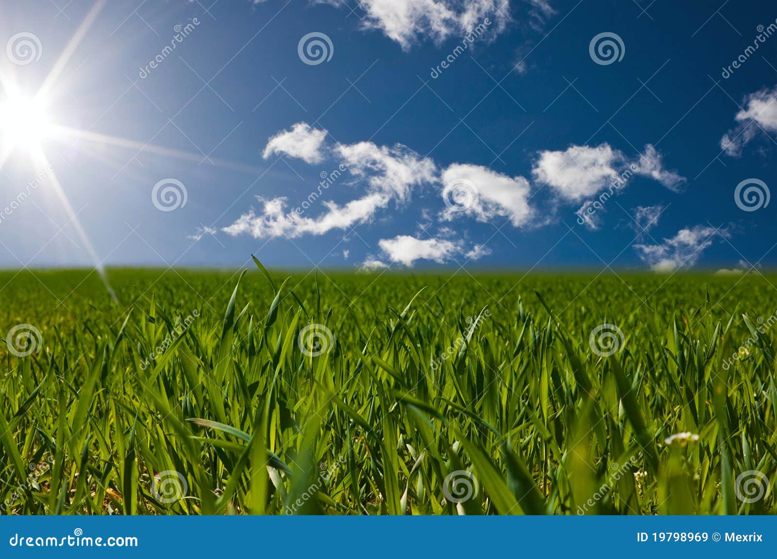 Sunny field stock image. Image of agriculture, bright - 19798969