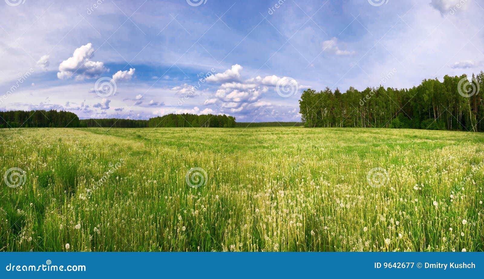 Sunny field stock image. Image of field, colorful, freshness - 9642677