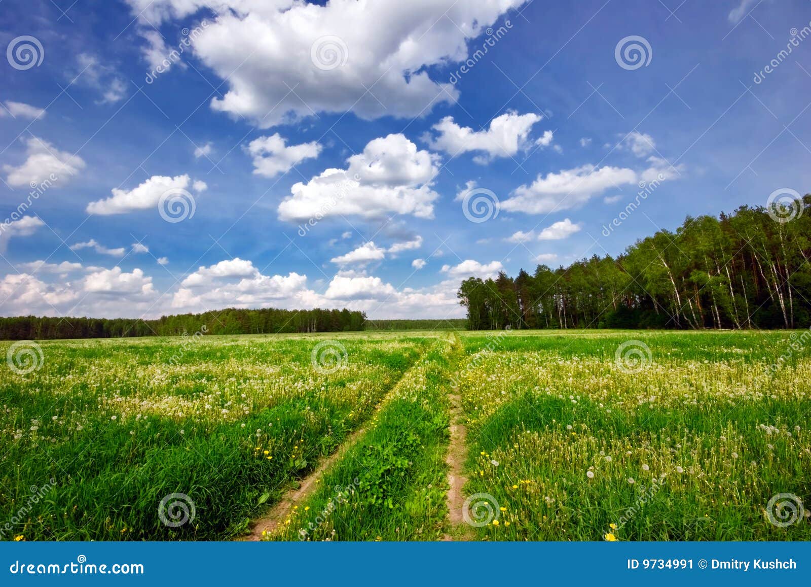 Sunny field stock image. Image of botanical, garden, floral - 9734991