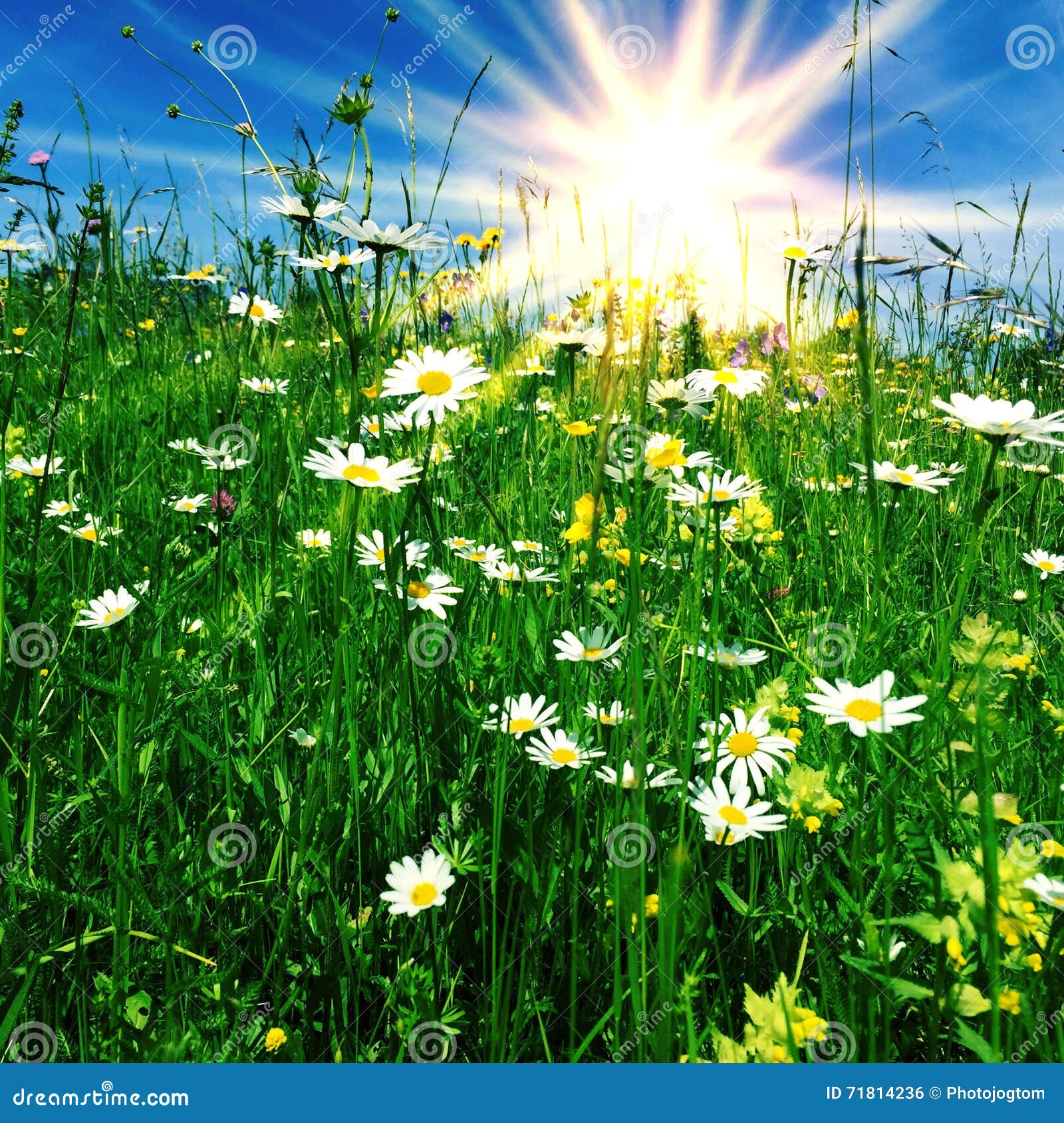 Sunny flower meadow stock photo. Image of herbs, grass - 71814236