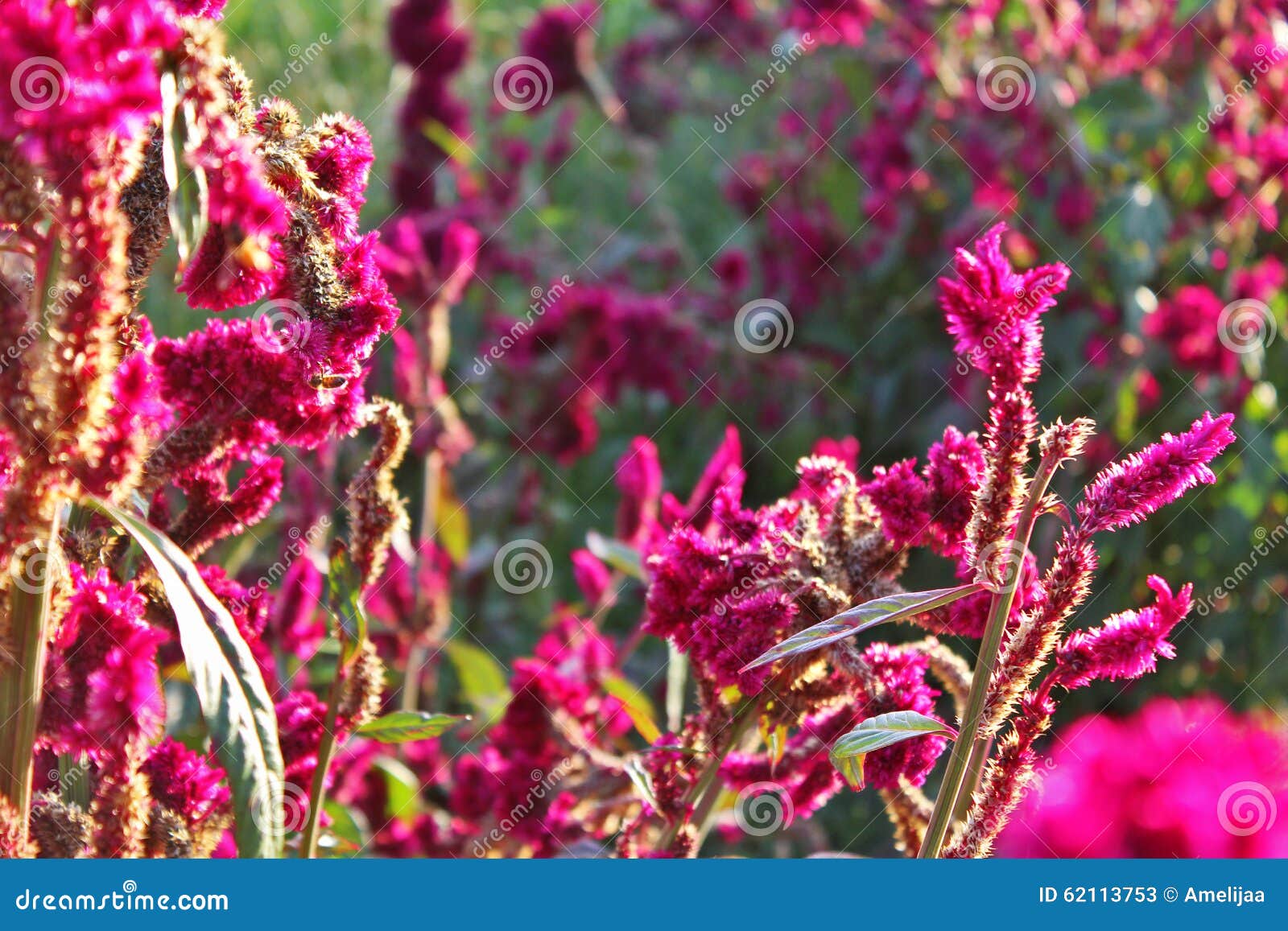 Sunny pink flower field stock image. Image of green, bright - 62113753