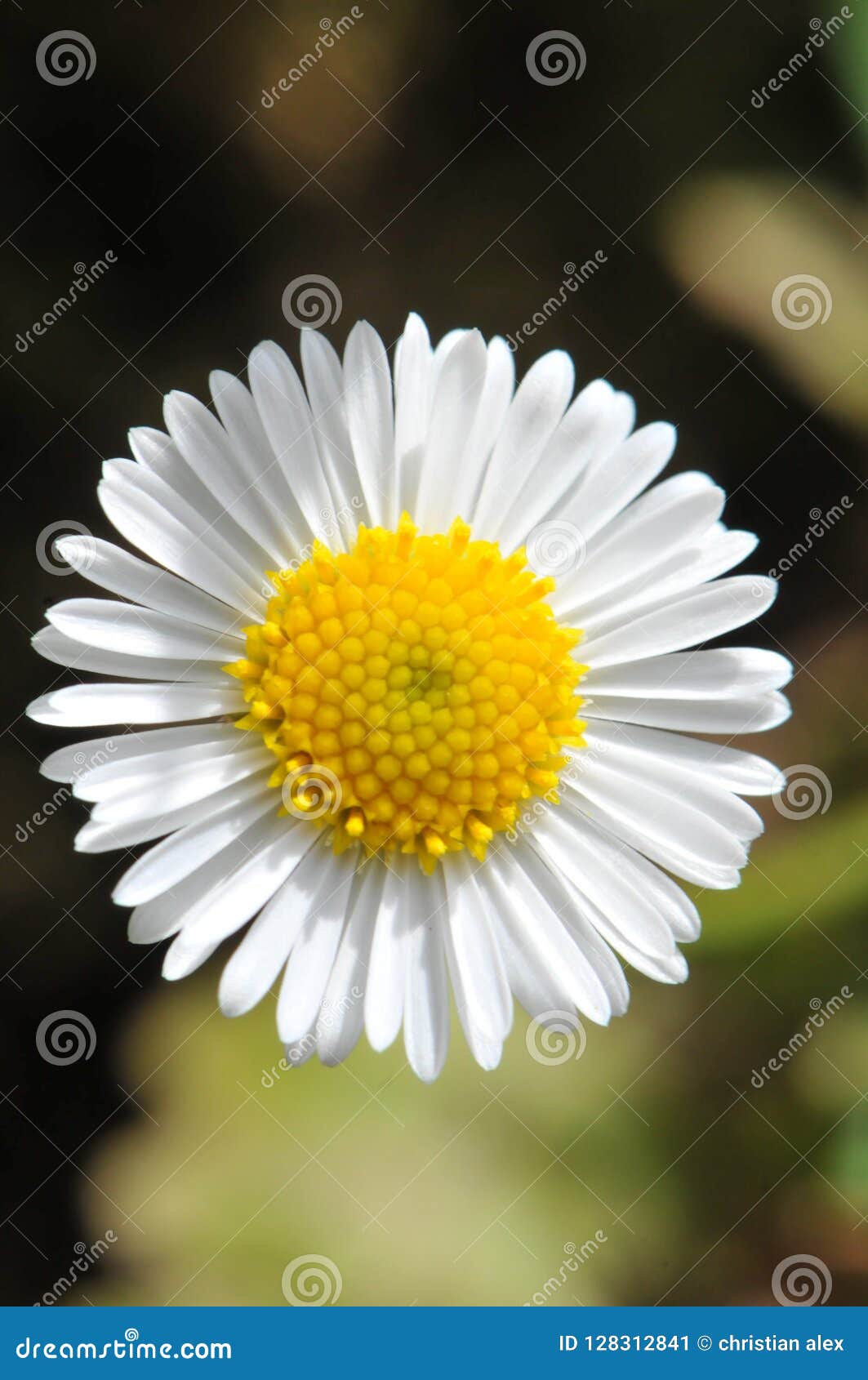 Sunny flower stock image. Image of sunny, sunnyflower - 128312841
