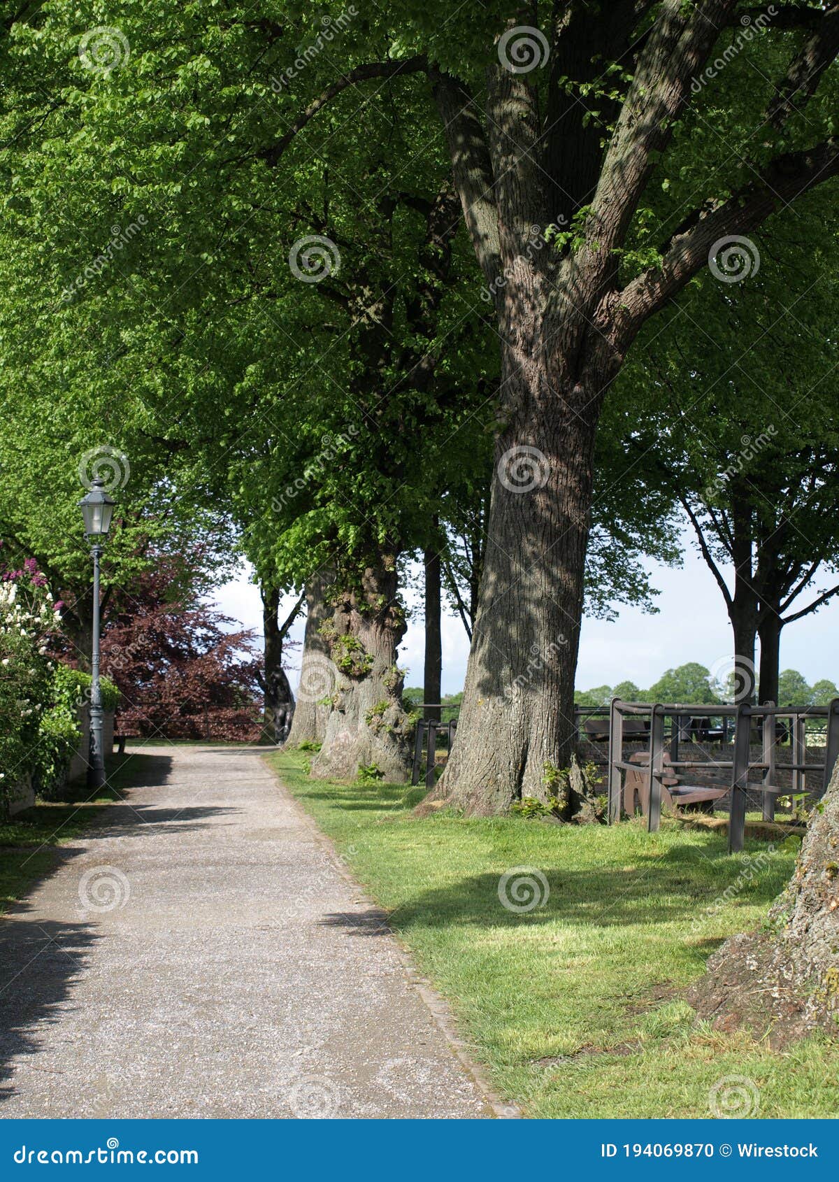 Sunny Footpath Along Big Trees in Rees, Germany Stock Photo - Image of ...
