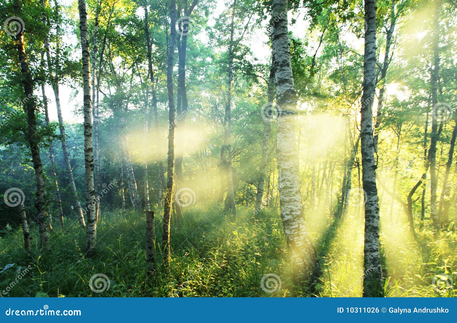 Sunny forest stock photo. Image of environment, beautiful - 10311026