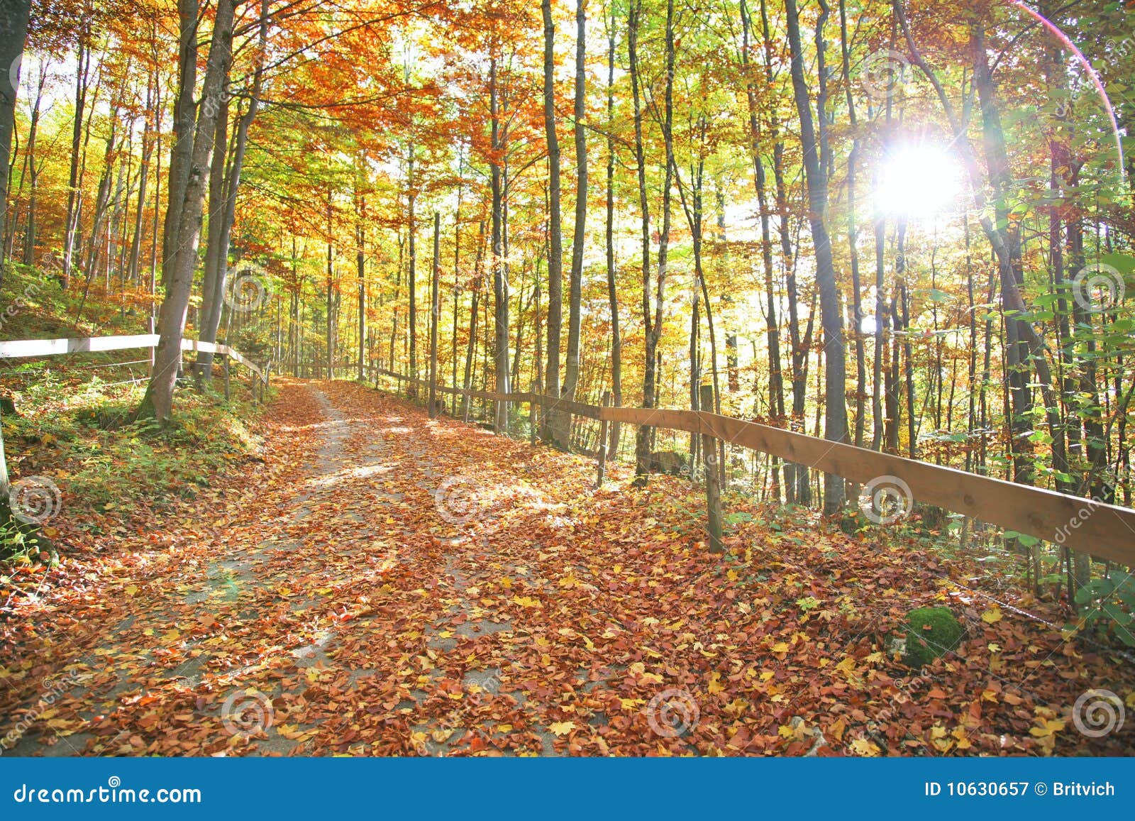 Sunny forest stock image. Image of setting, period, colours - 10630657