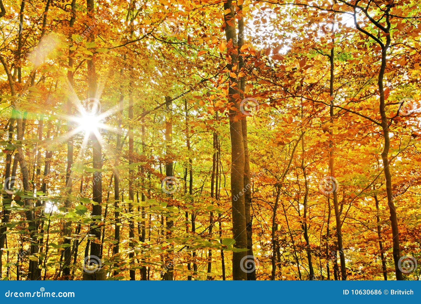 Sunny forest stock photo. Image of scene, magnificent - 10630686