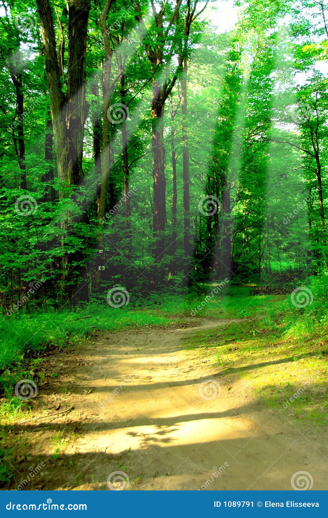 Sunny forest stock image. Image of park, natural, beam - 1089791
