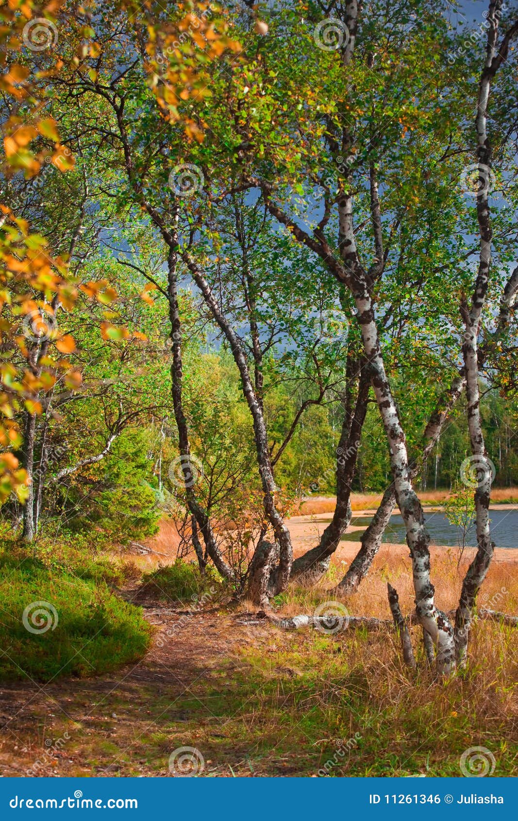 Sunny forest stock photo. Image of sunshine, sunny, grass - 11261346