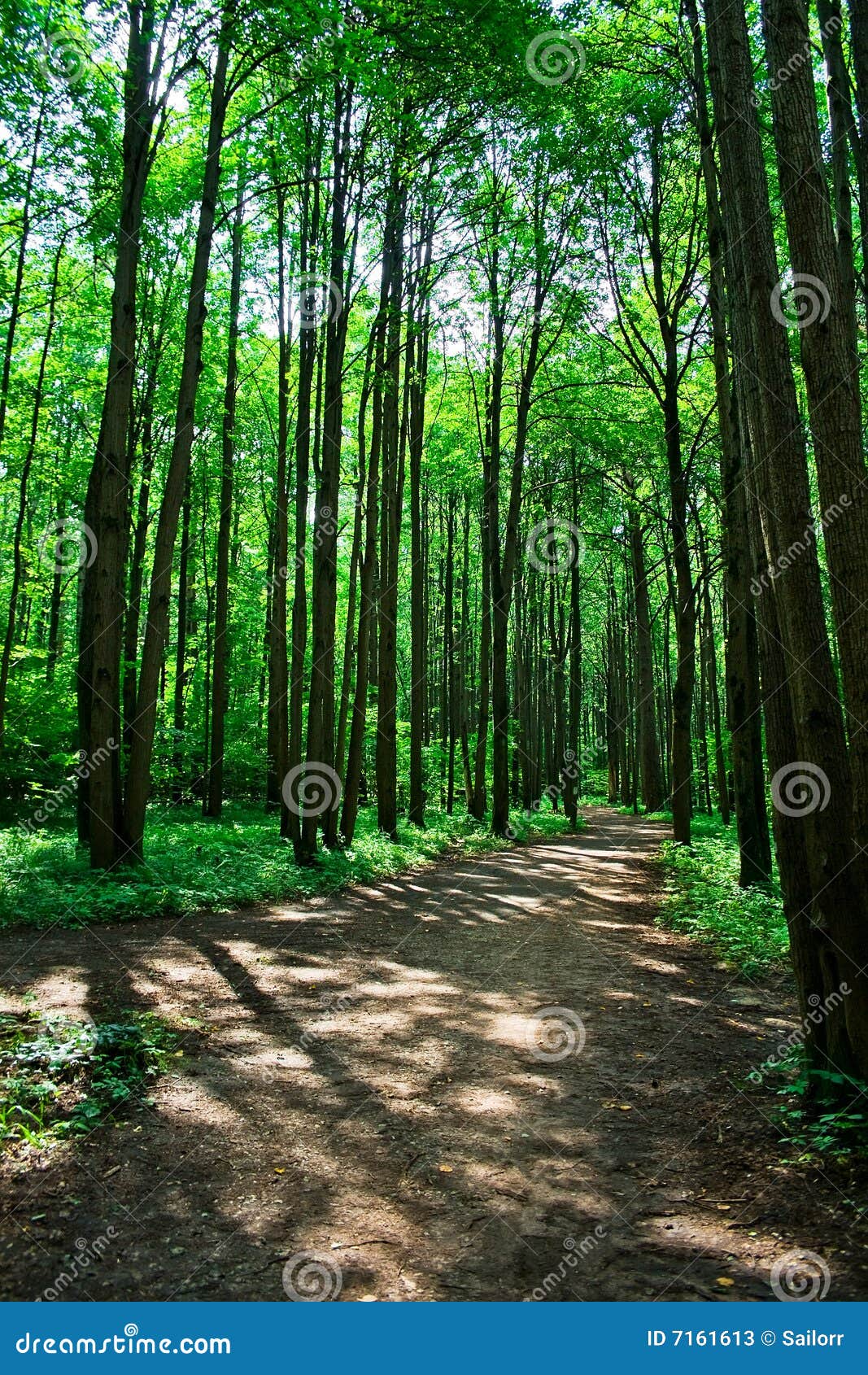Sunny forest stock image. Image of leaves, tree, park - 7161613