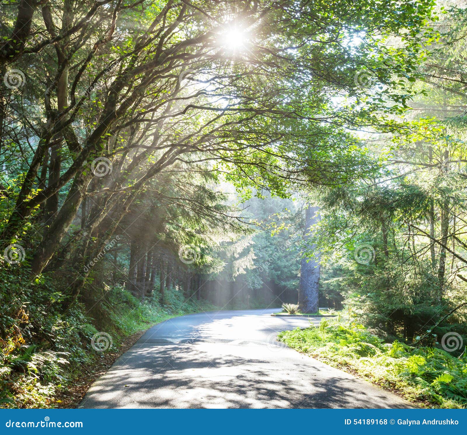 Sunny forest stock photo. Image of wild, natural, outdoors - 54189168