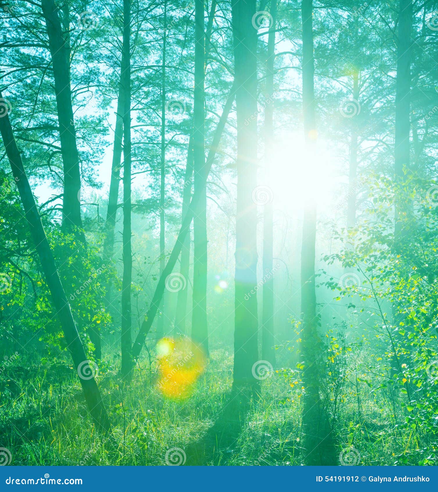 Sunny forest stock photo. Image of landscapes, outdoor - 54191912