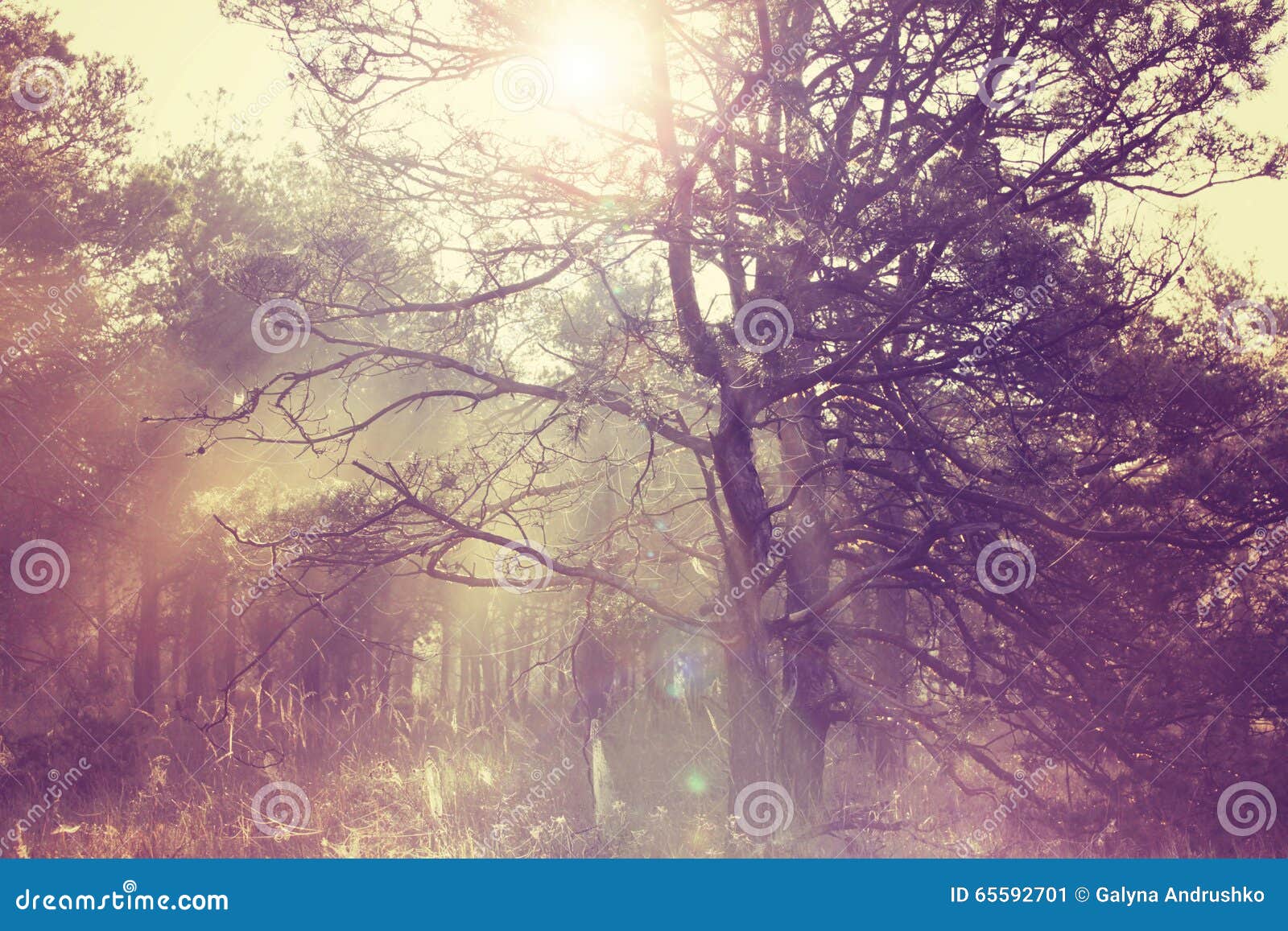 Sunny forest stock image. Image of north, trees, landscapes - 65592701