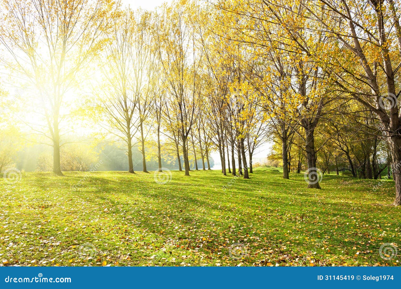 Sunny forest stock image. Image of plain, shadow, shiny - 31145419