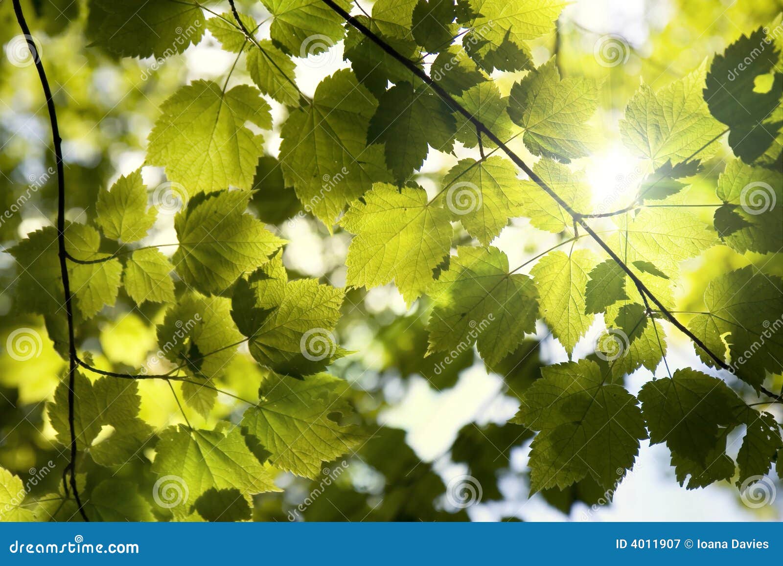 Sunny forest canopy stock image. Image of leaves, summer - 4011907