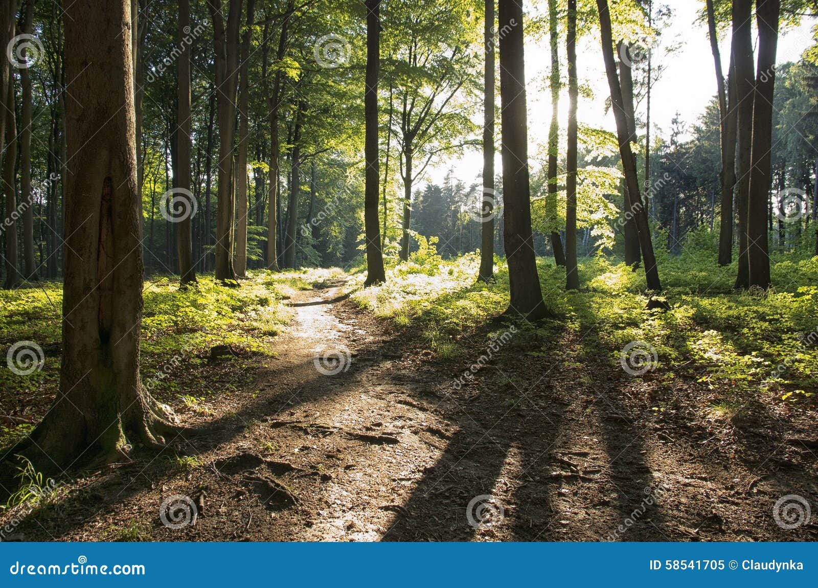 Sunny forest. stock image. Image of ecology, trees, fresh - 58541705